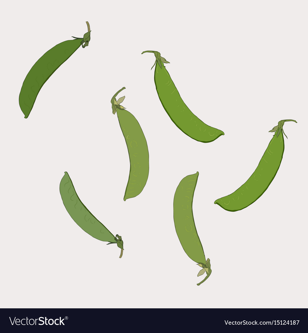 Snow pea in vintage style colored Royalty Free Vector Image Snow pea in vintage style colored Royalty Free Vector Image