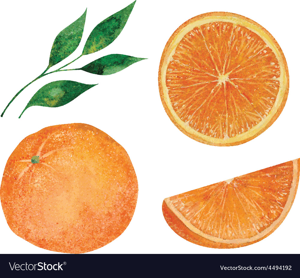 Set oranges Royalty Free Vector Image - VectorStock