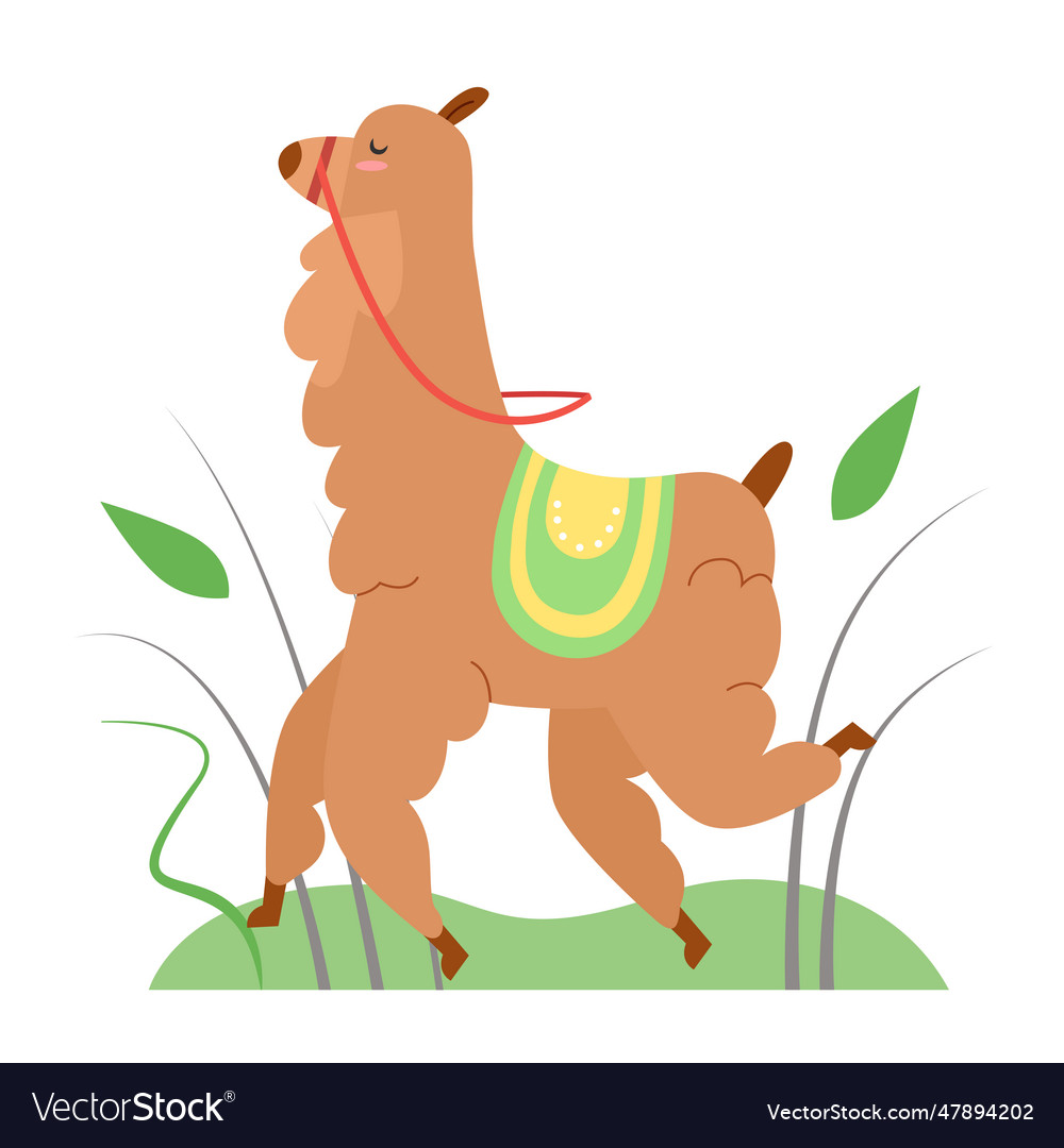 Walking llama alpaca Royalty Free Vector Image