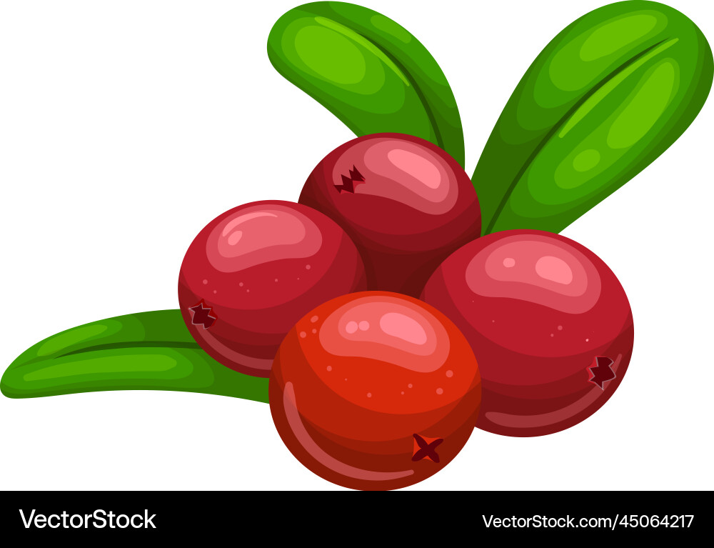 Cranberry berry cartoon Royalty Free Vector Image