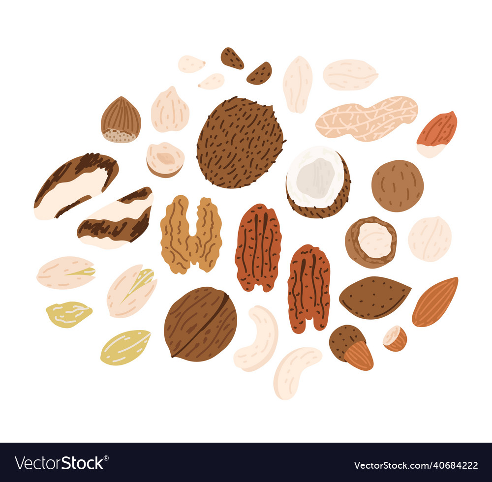 Nuts Royalty Free Vector Image - VectorStock