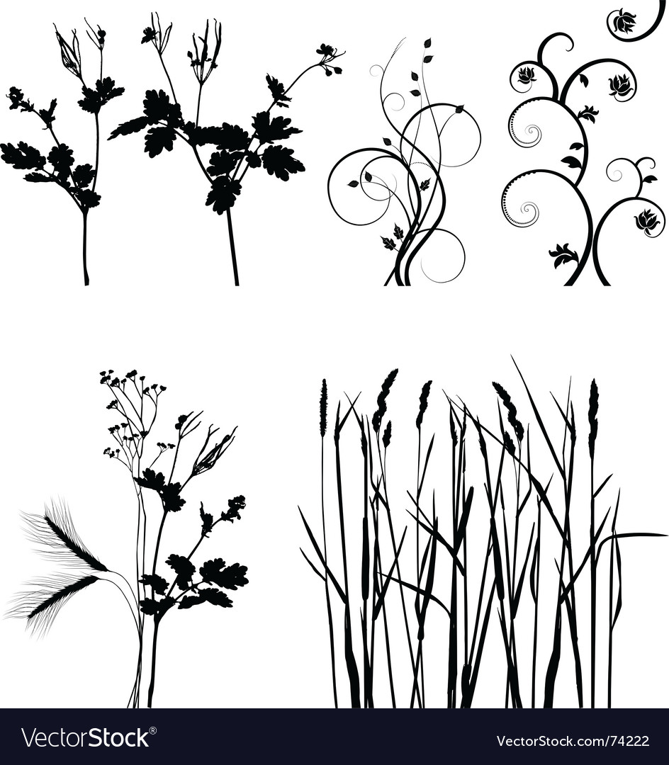 Plants Royalty Free Vector Image - VectorStock