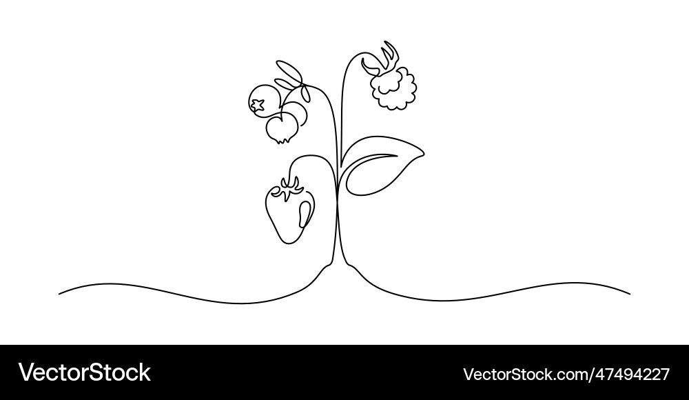 Berries on plant in one continuous line drawing Vector Image