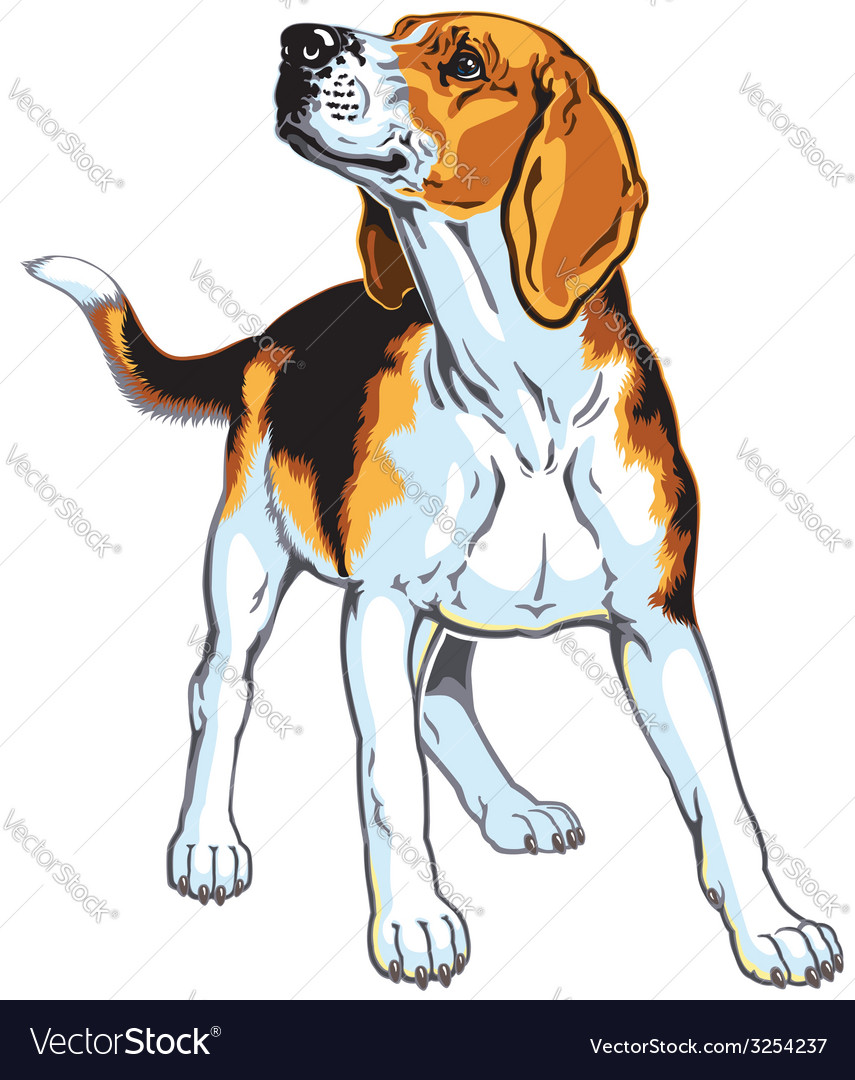 Beagle Royalty Free Vector Image - VectorStock
