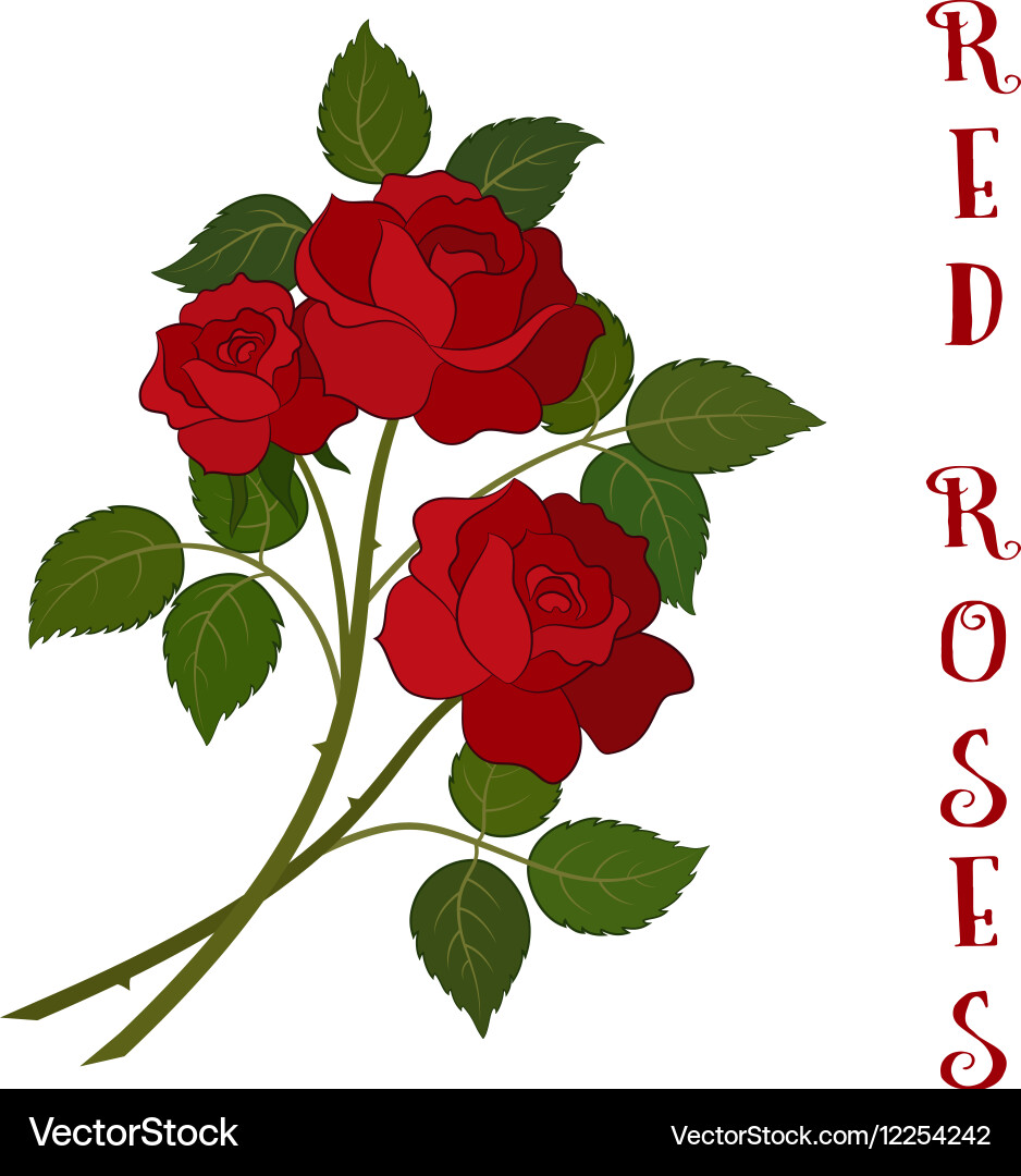 Flowers Bouquet Red Roses Royalty Free Vector Image