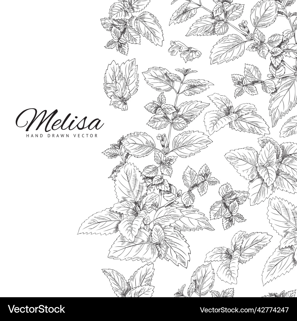 Branch leaf of melissa background for text Vector Image