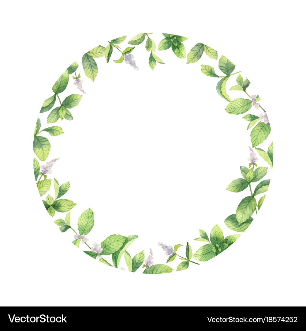 Watercolor frame of mint branches isolated Vector Image