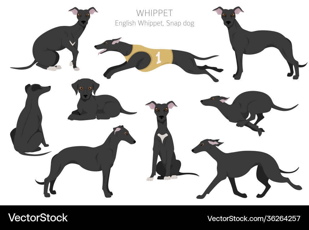 Whippet clipart different poses coat colors set Vector Image
