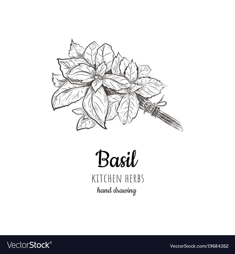 Basil Royalty Free Vector Image - VectorStock