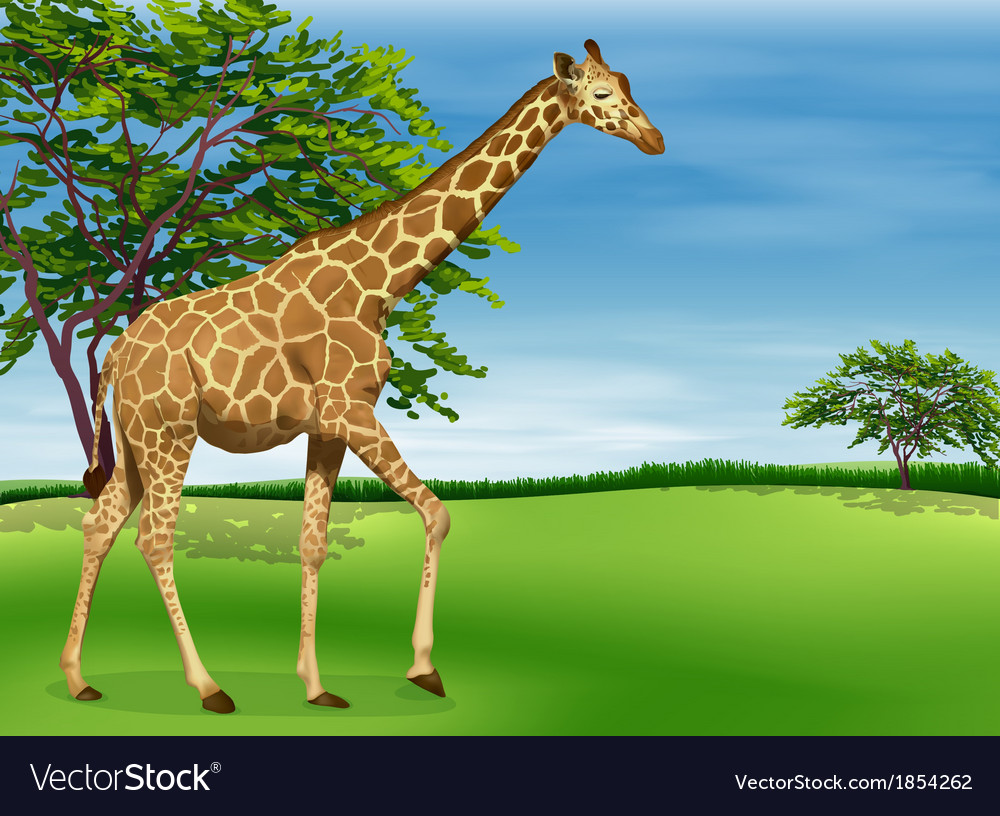 Giraffe Royalty Free Vector Image - VectorStock
