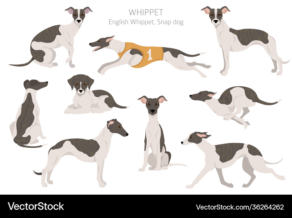 Whippet clipart different poses coat colors set Vector Image