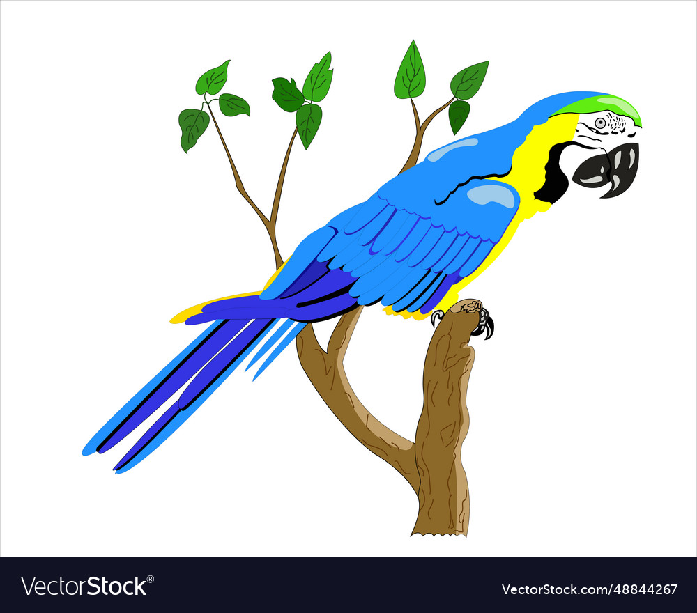 Parrot Royalty Free Vector Image - VectorStock