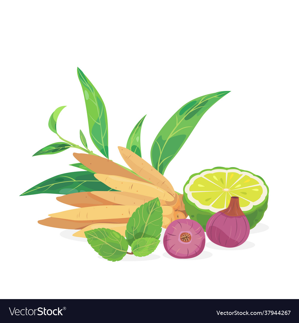Treaditional herb Royalty Free Vector Image - VectorStock
