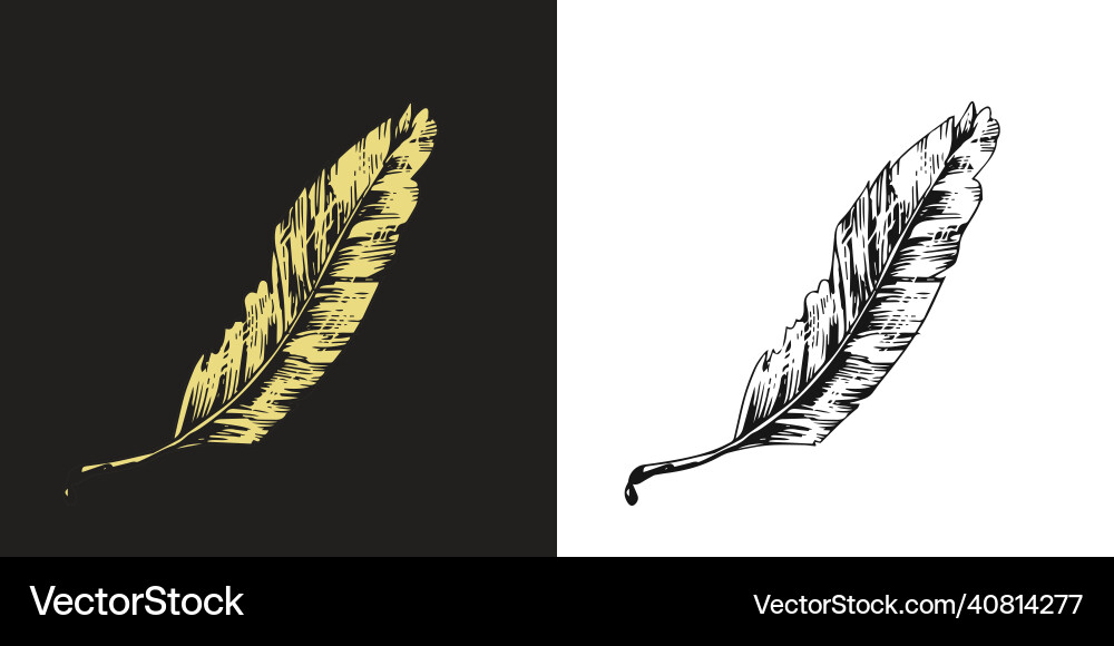 Rustic realistic feather of bird engraved hand Vector Image