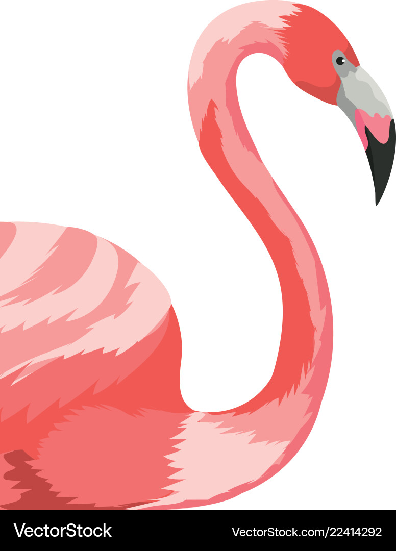 Flamingo exotic and tropical bird Royalty Free Vector Image
