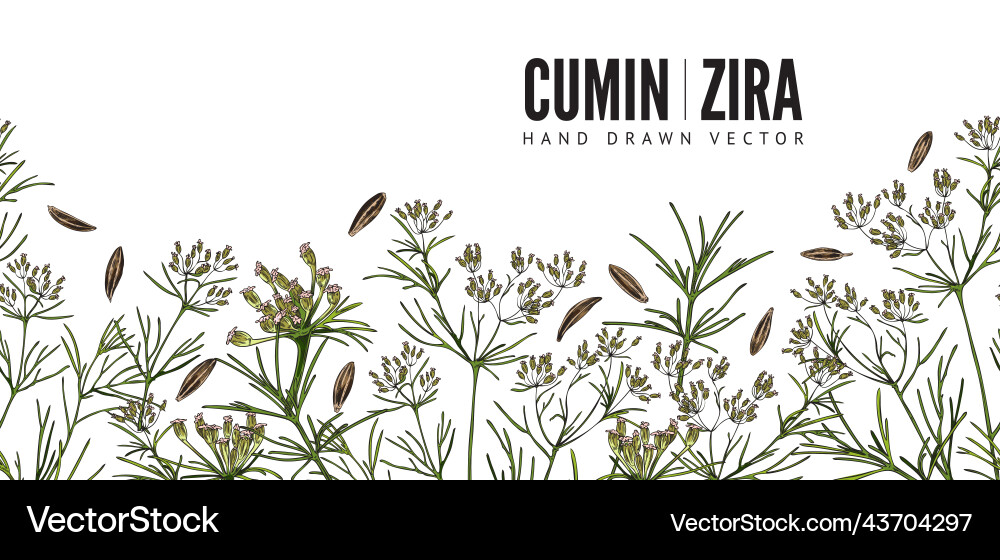 Cumin plants and seeds seamless border colored Vector Image