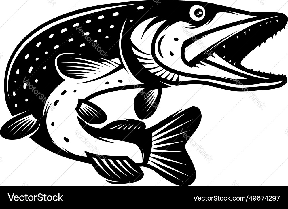 Pike fish in monochrome style isolated Royalty Free Vector