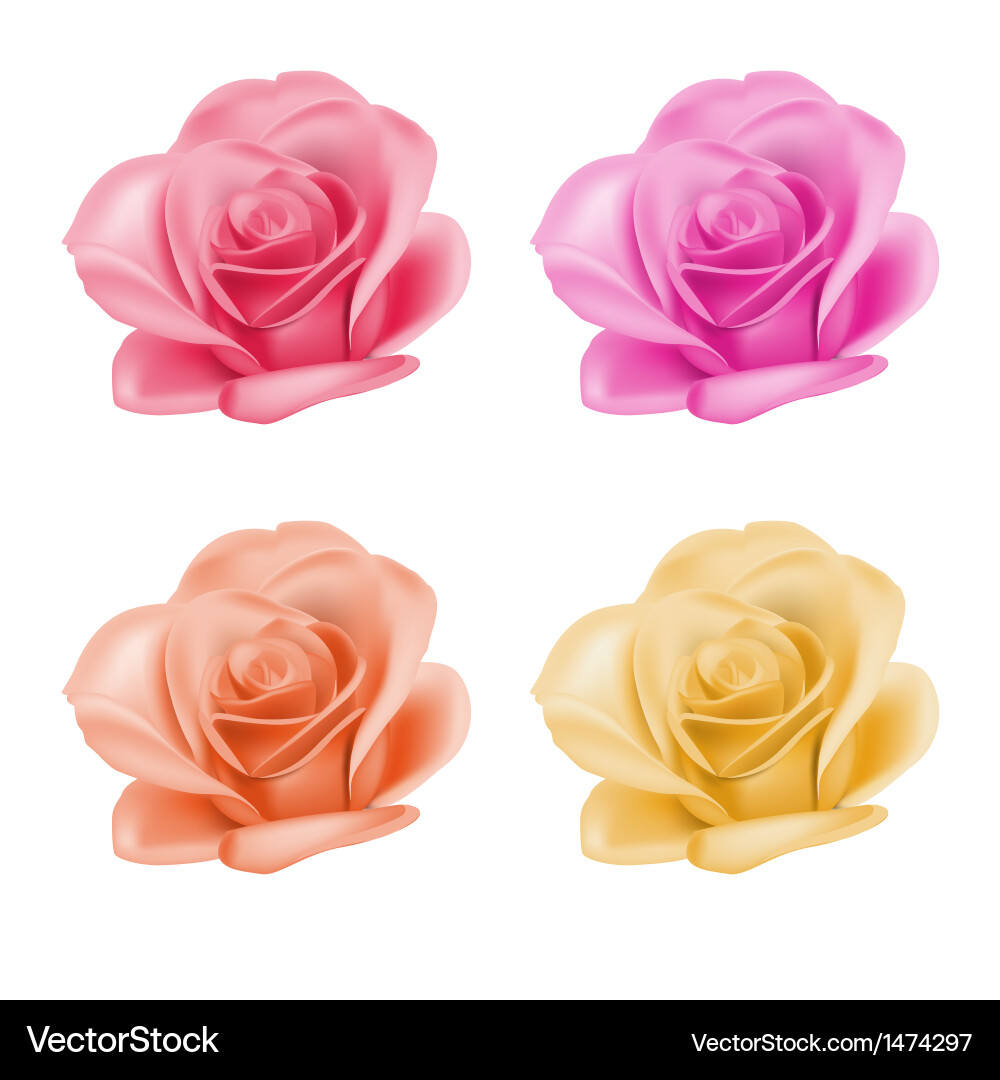 Set of roses Royalty Free Vector Image - VectorStock