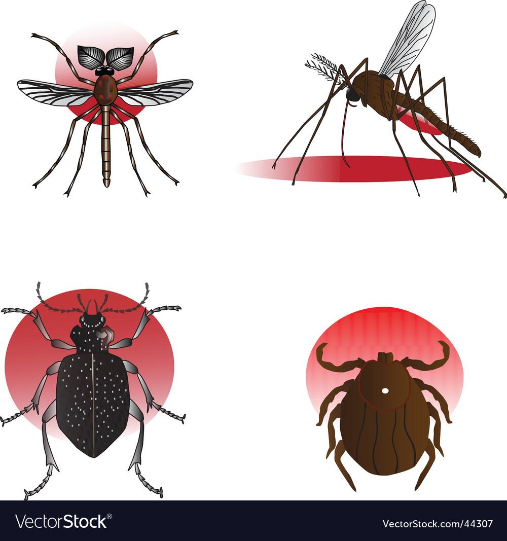 Insect elements Royalty Free Vector Image - VectorStock