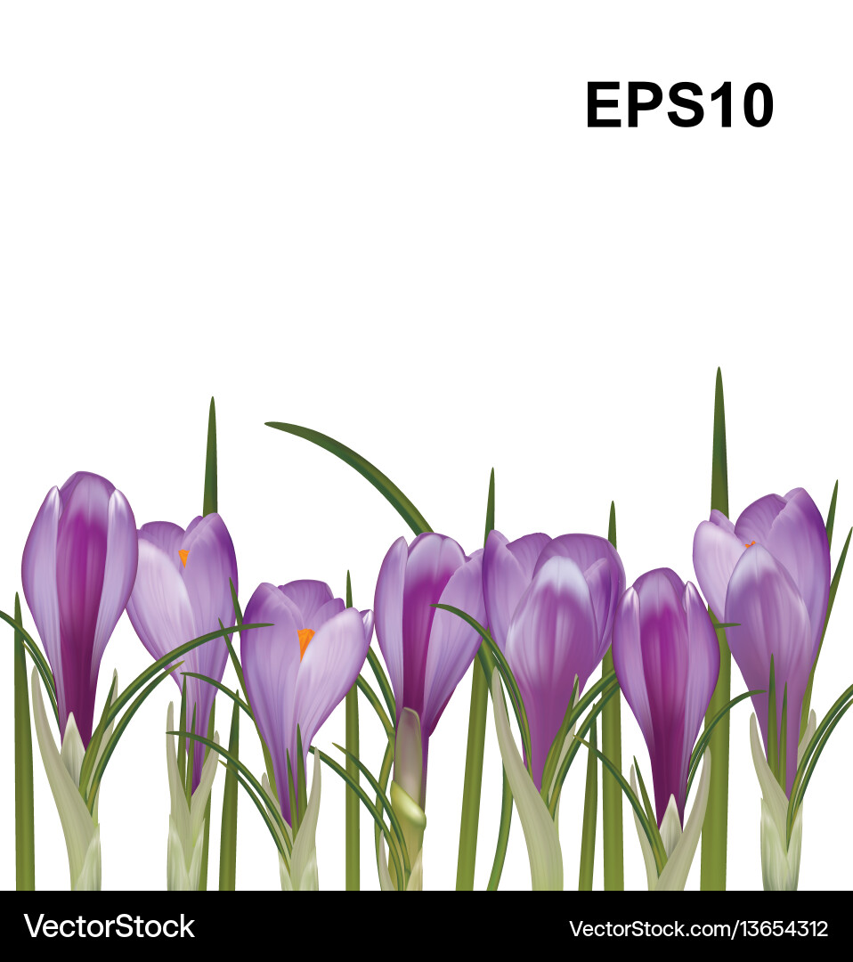 Set of spring purple crocuses Royalty Free Vector Image
