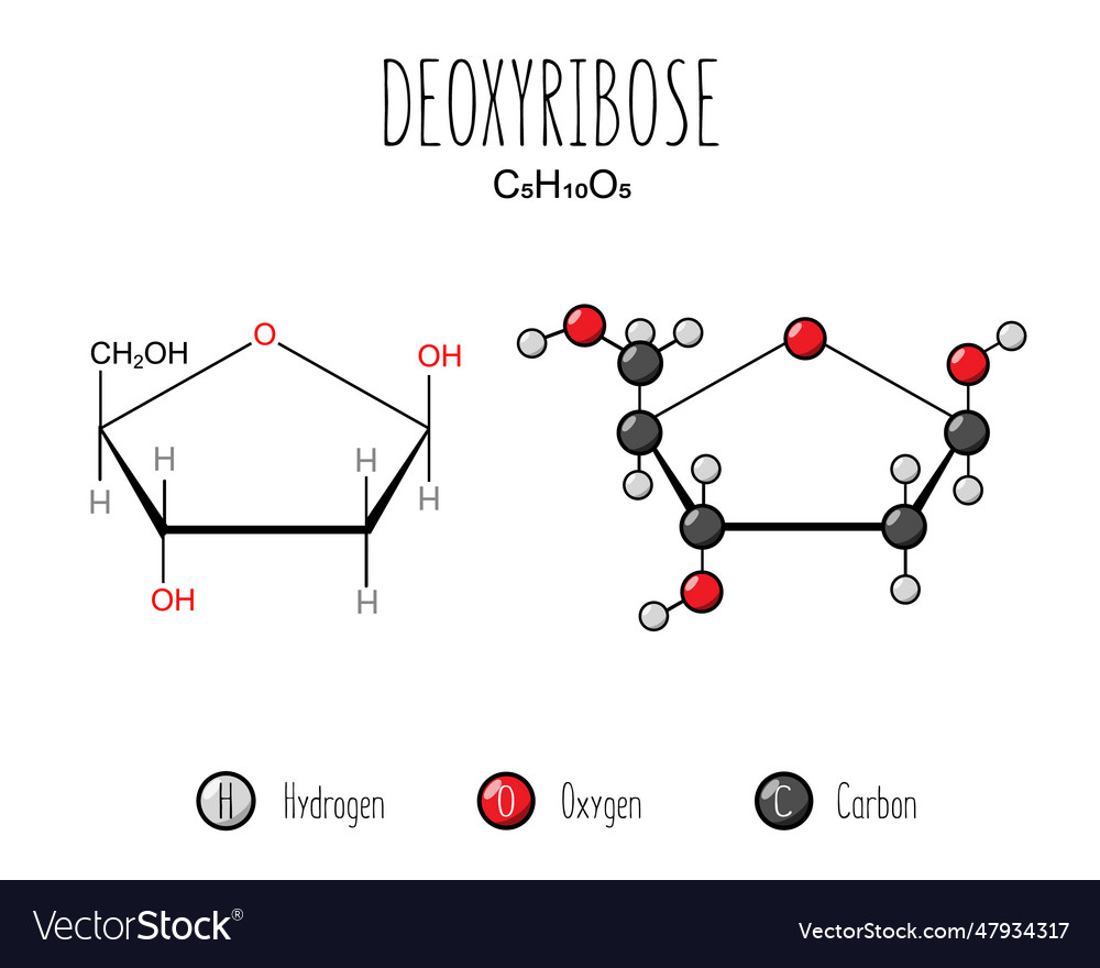 Deoxyribose skeletal and flat representation Vector Image