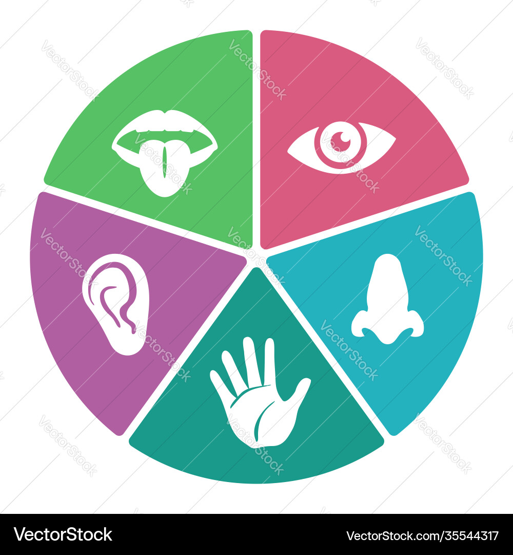 Five senses icons in diagram shape Royalty Free Vector Image