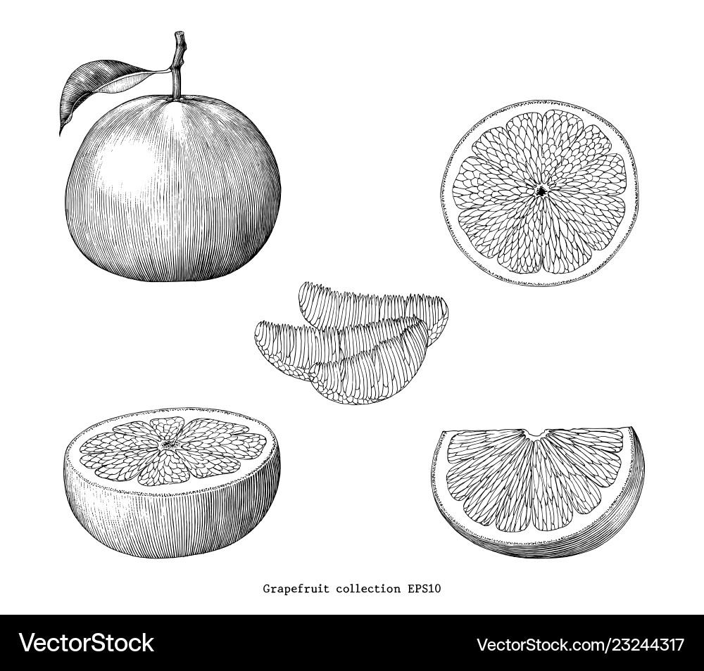 Grapefruit collection hand draw vintage clip art Vector Image