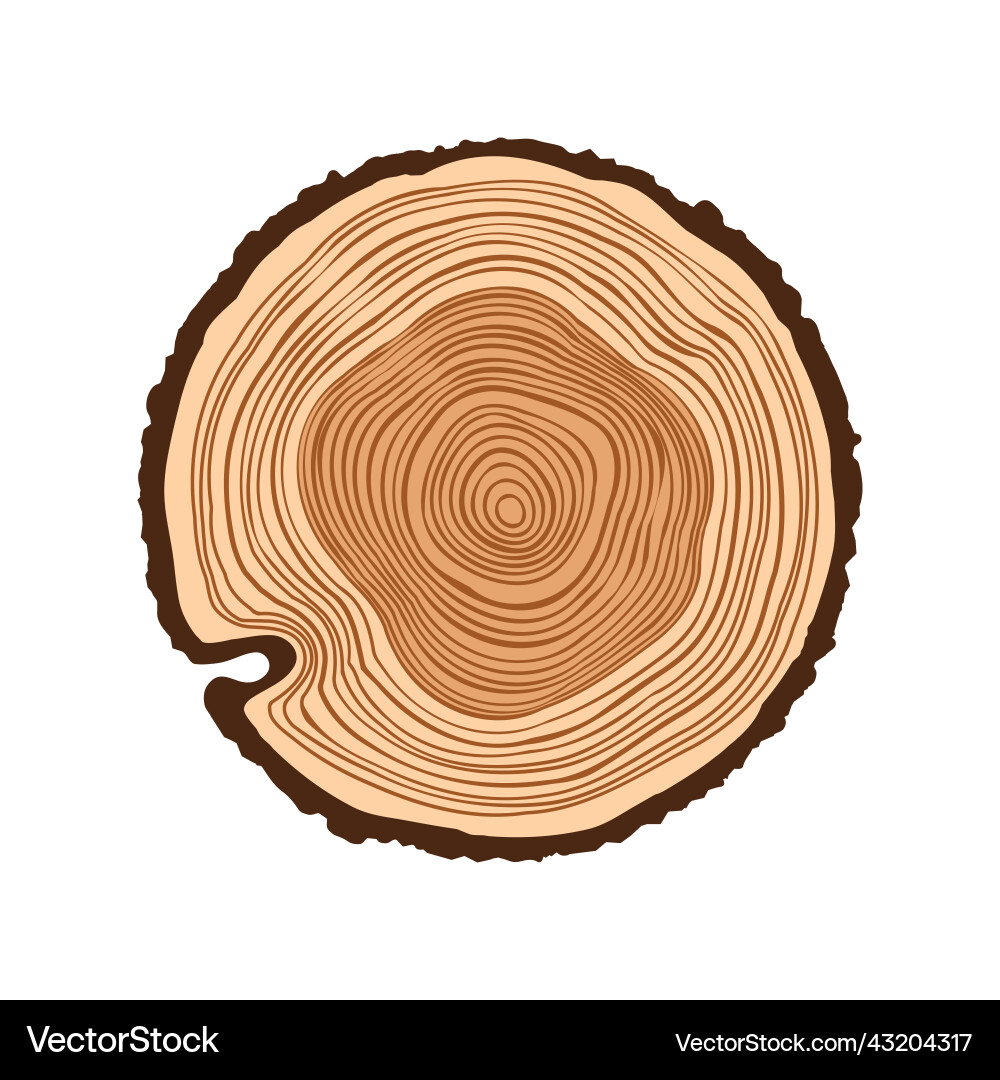 Round tree trunk cut sawn pine or oak slice saw Vector Image