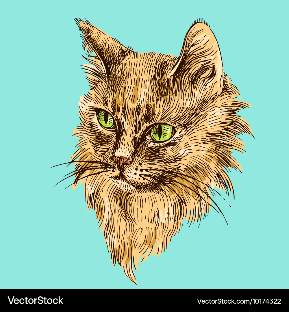 Sketch of cat Royalty Free Vector Image - VectorStock