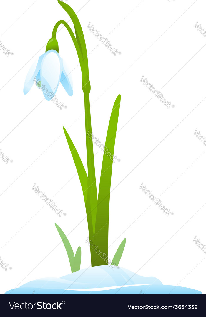 Snowdrop Royalty Free Vector Image - VectorStock Snowdrop Royalty Free Vector Image - VectorStock