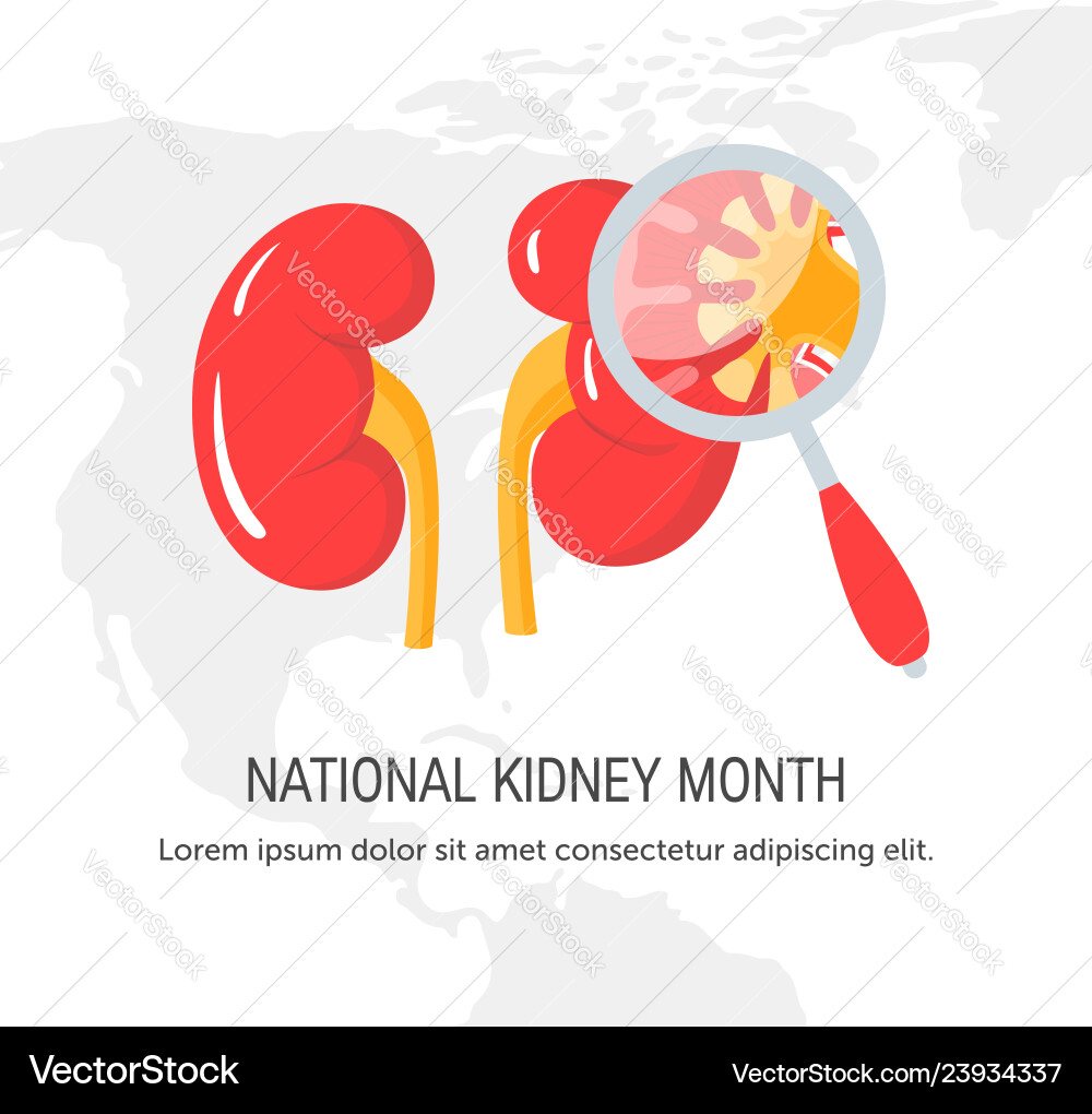 National kidney month concept in flat style Vector Image
