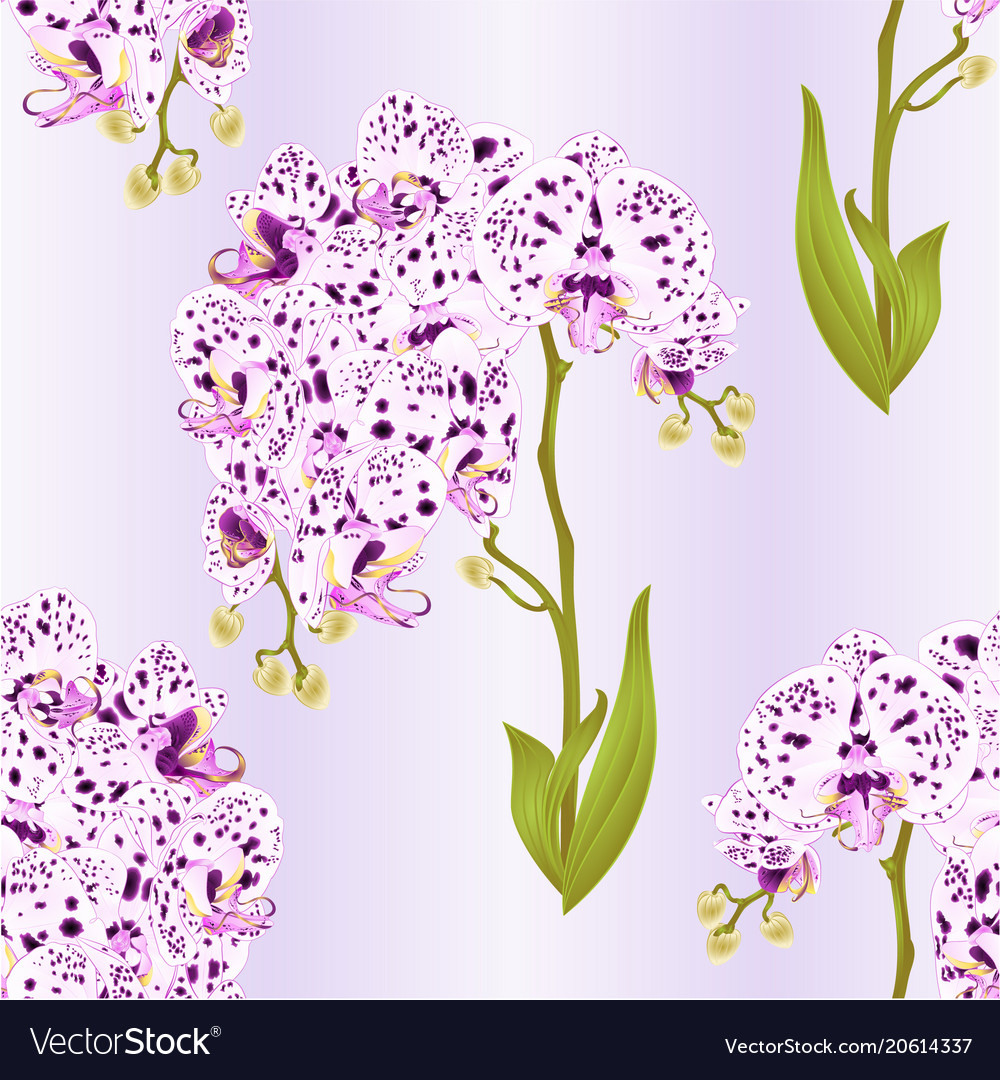 Seamless Texture Branches Orchid Phalaenopsis Vector Image