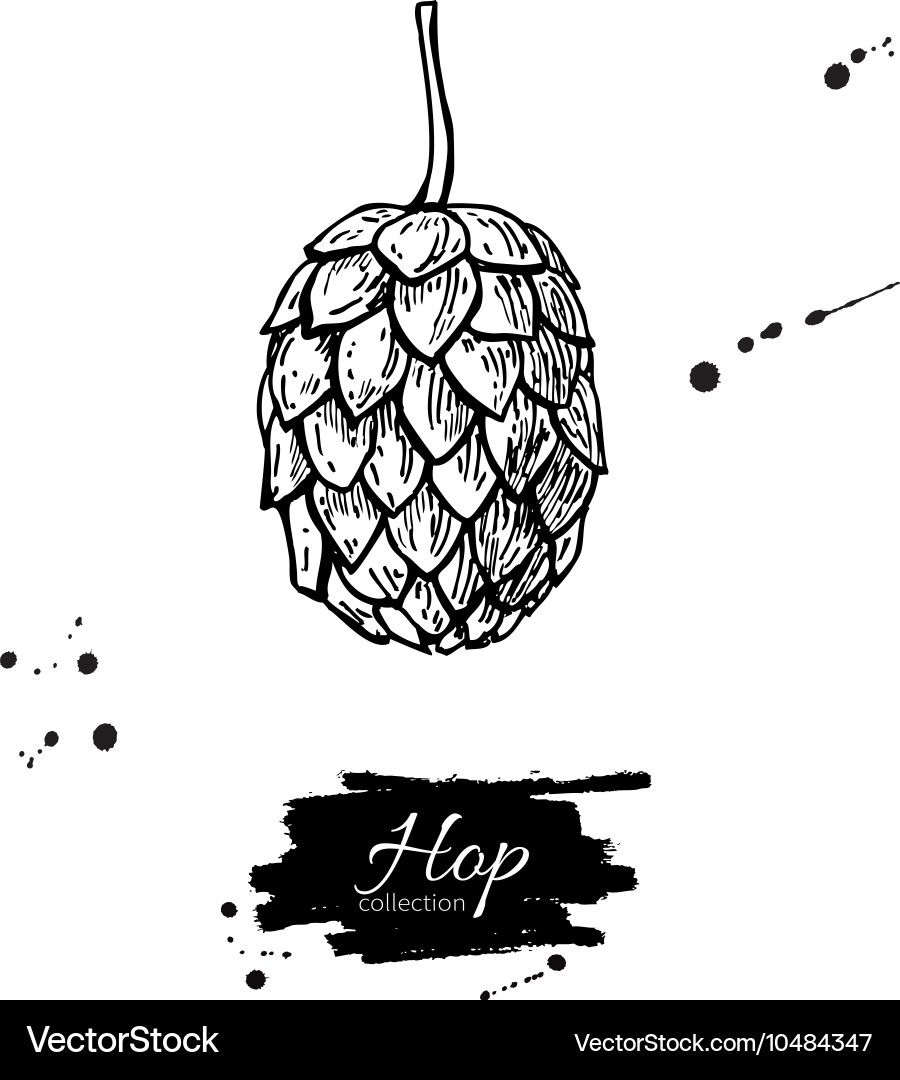 Hop plant drawing hand drawn Royalty Free Vector Image