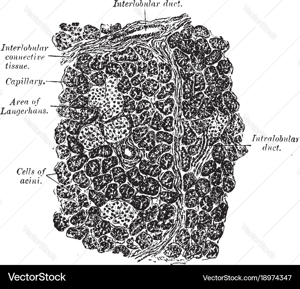 Section of pancreas vintage Royalty Free Vector Image