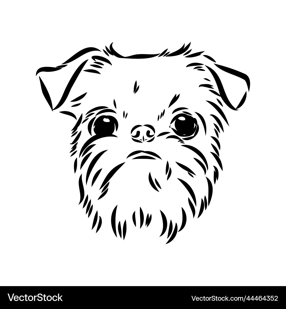 Brussels griffon dog pet portrait Royalty Free Vector Image