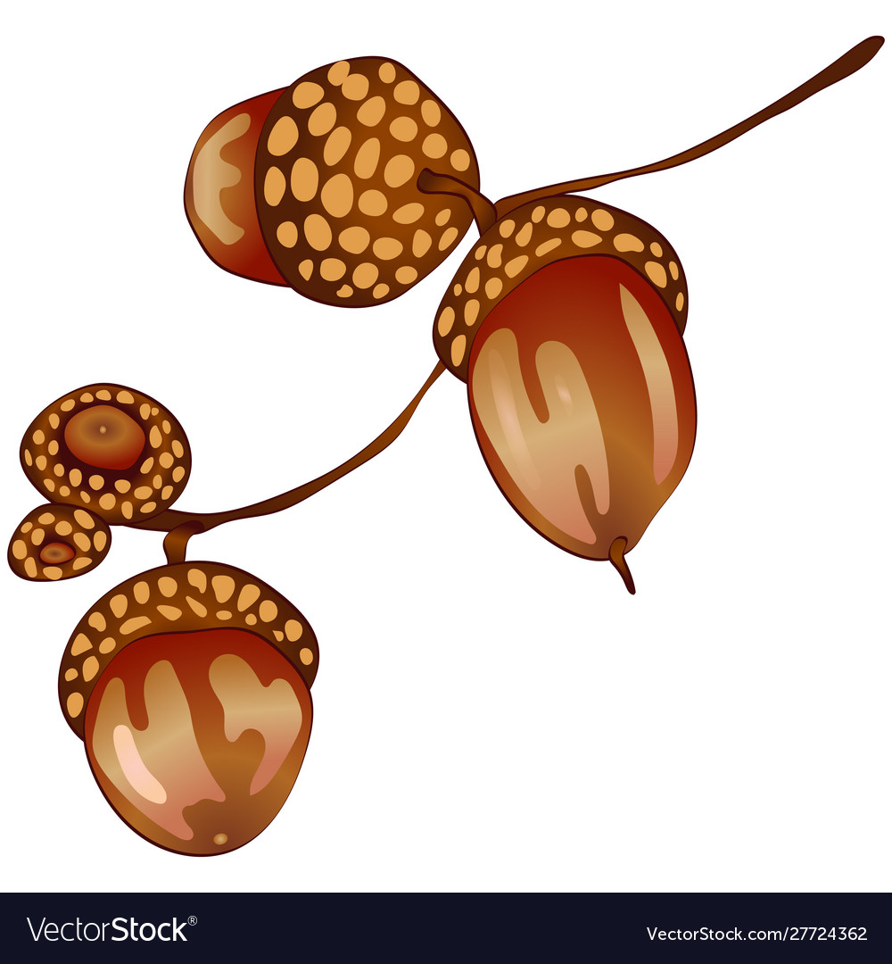 Autumn brown an acorn oak plant Royalty Free Vector Image