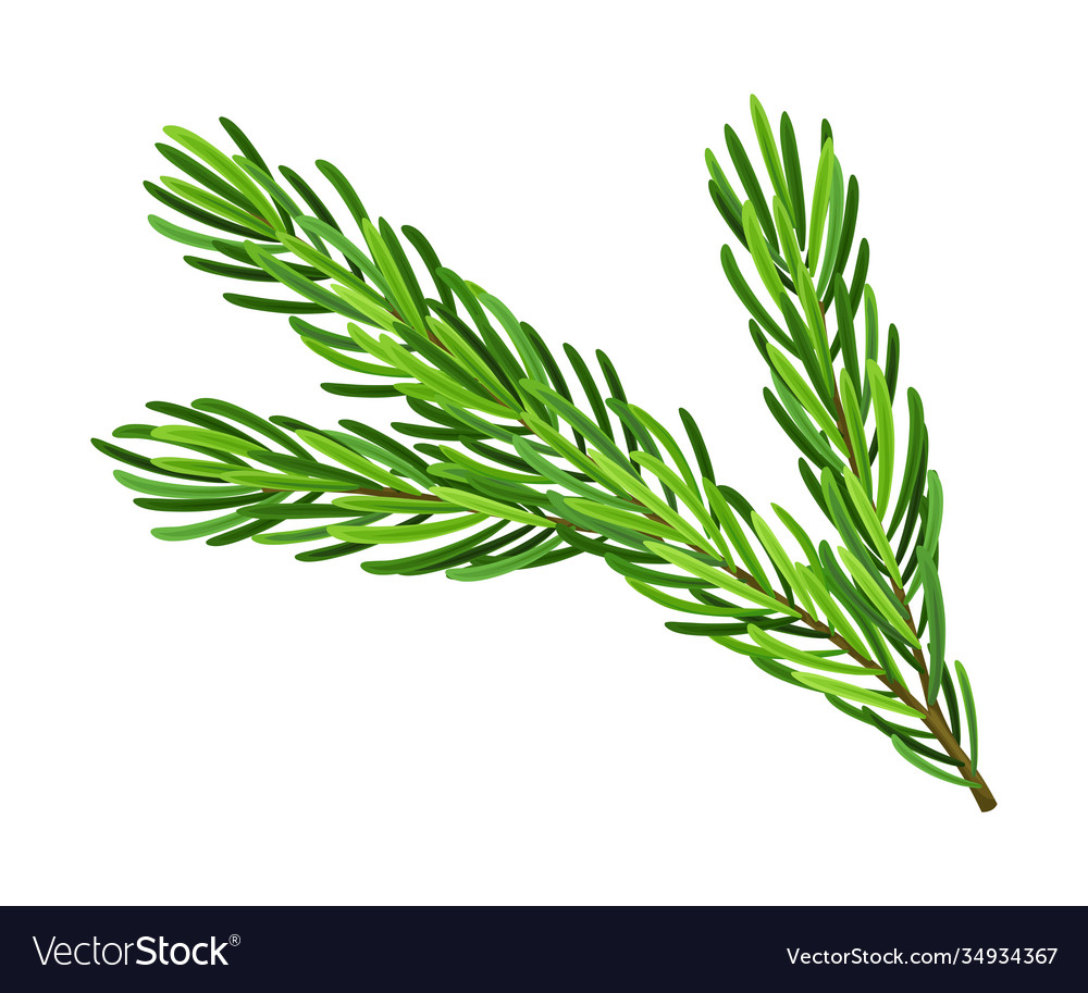 Evergreen pine tree branch with needle leaves Vector Image