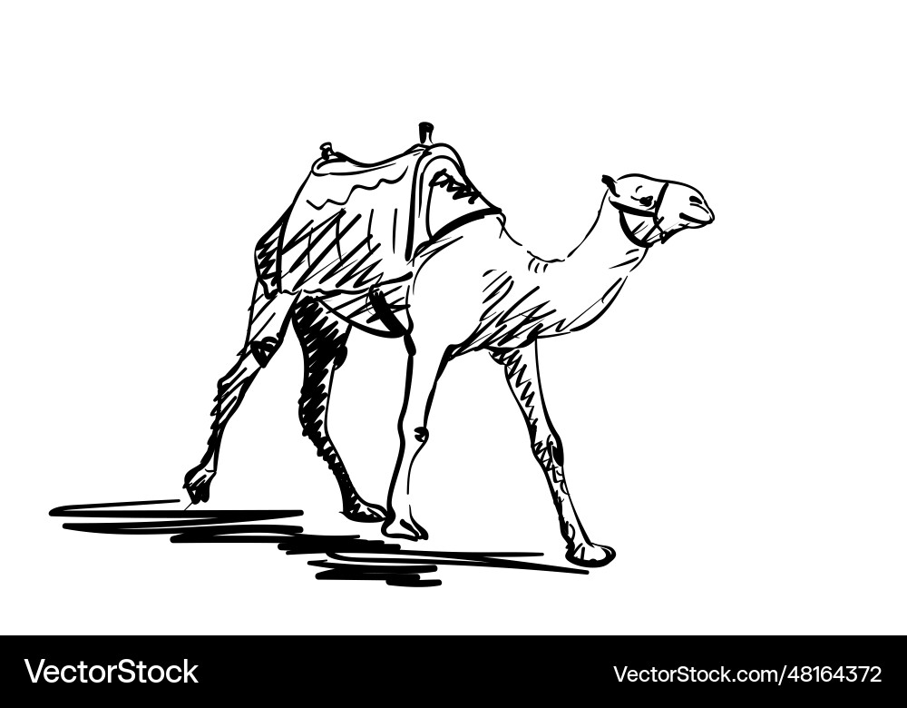 Drawing of walking camel with a saddle on a hump Vector Image