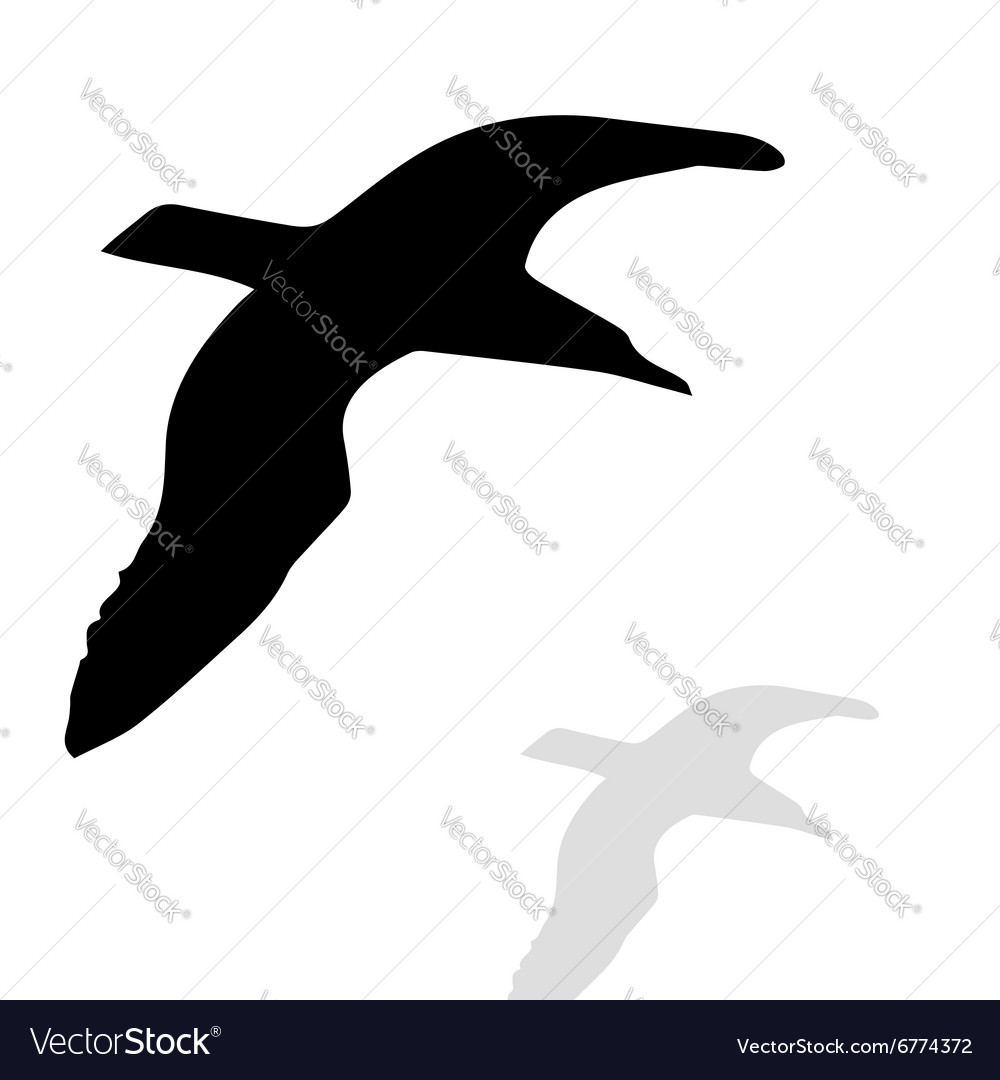 Seagull Royalty Free Vector Image - VectorStock