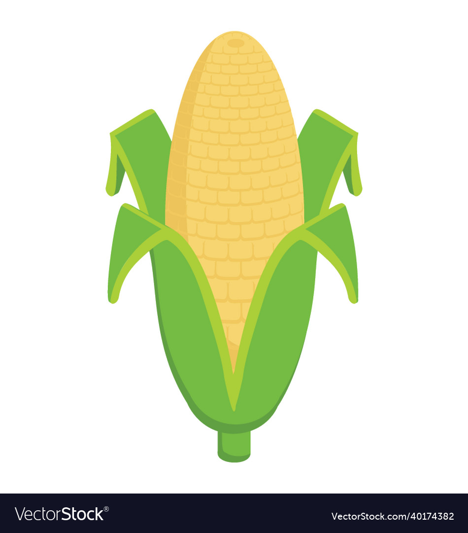 Corn cob Royalty Free Vector Image - VectorStock