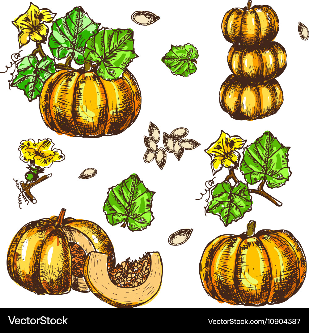 Hand drawn set sketch pumpkin leaves Royalty Free Vector