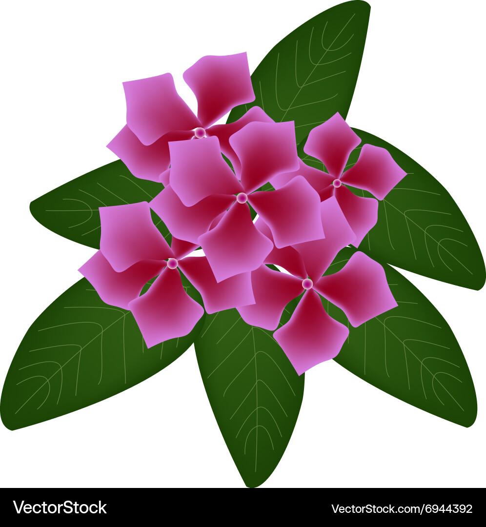 Cape Periwinkle Flowers or Madagascar Periwinkle Vector Image