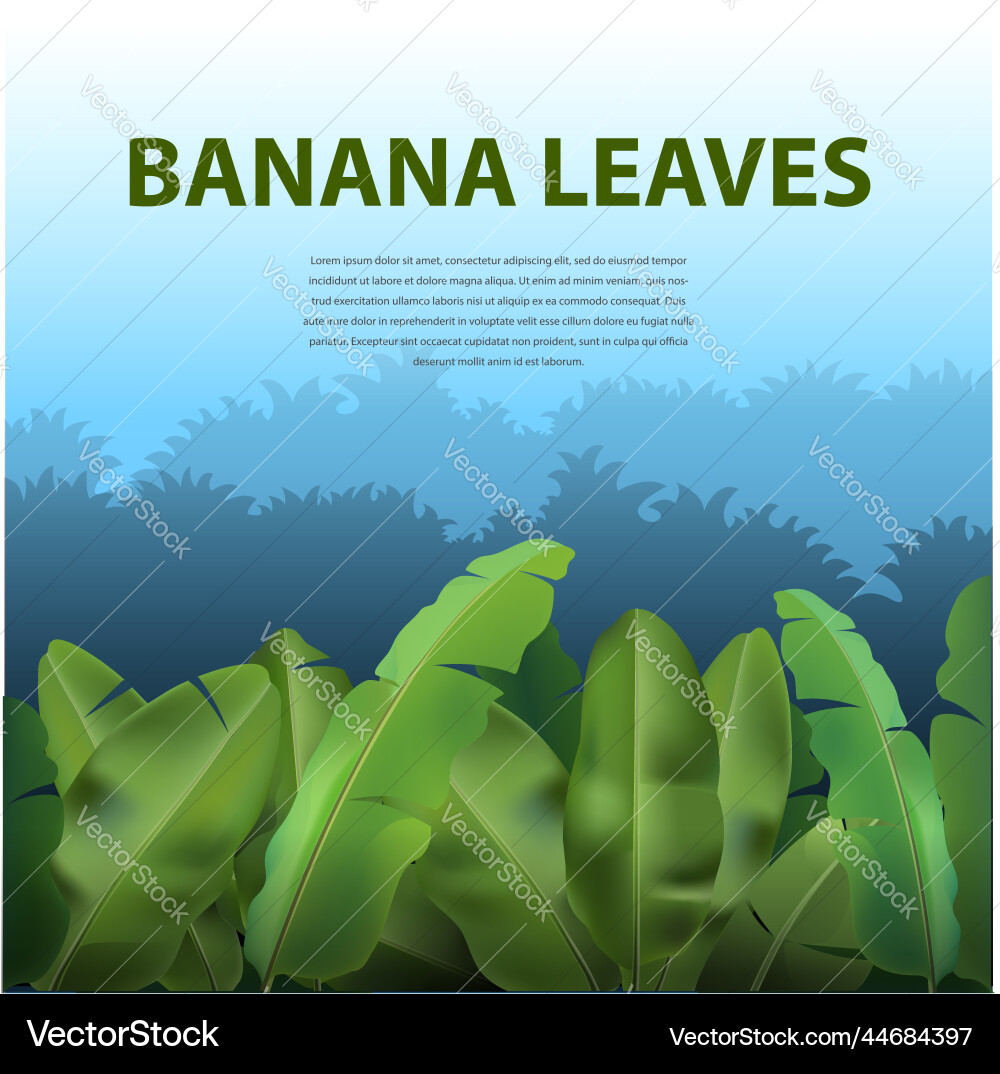 Banana leaves Royalty Free Vector Image - VectorStock