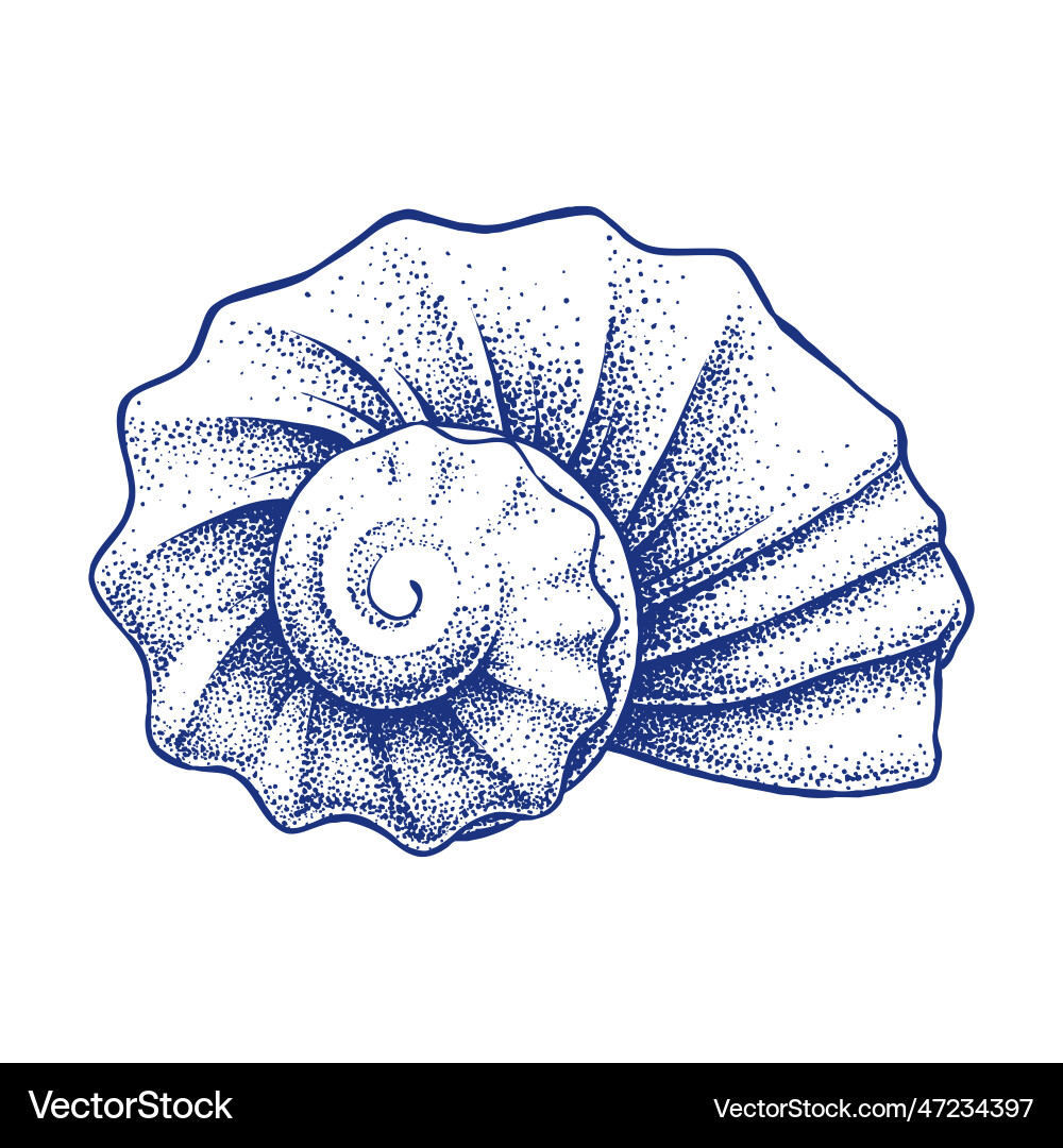 Hand drawing of a sea shell Royalty Free Vector Image