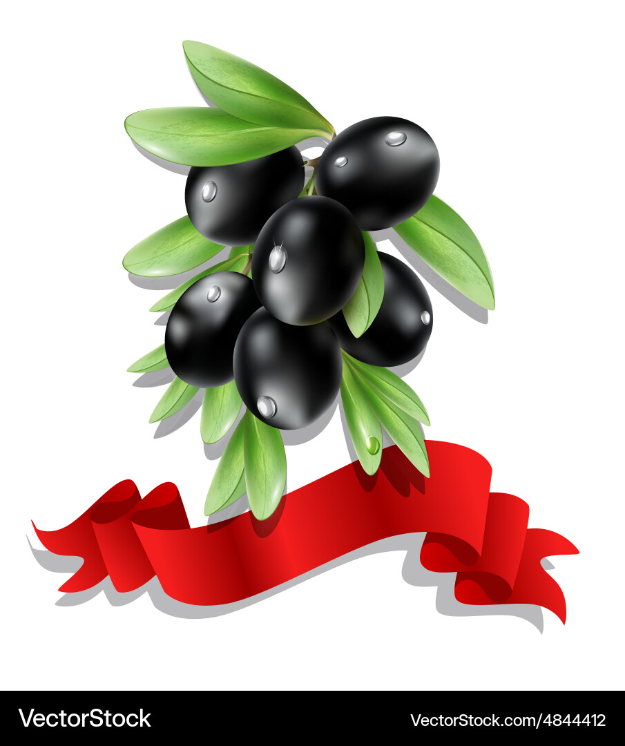 Black olive branch with red ribbon Royalty Free Vector Image