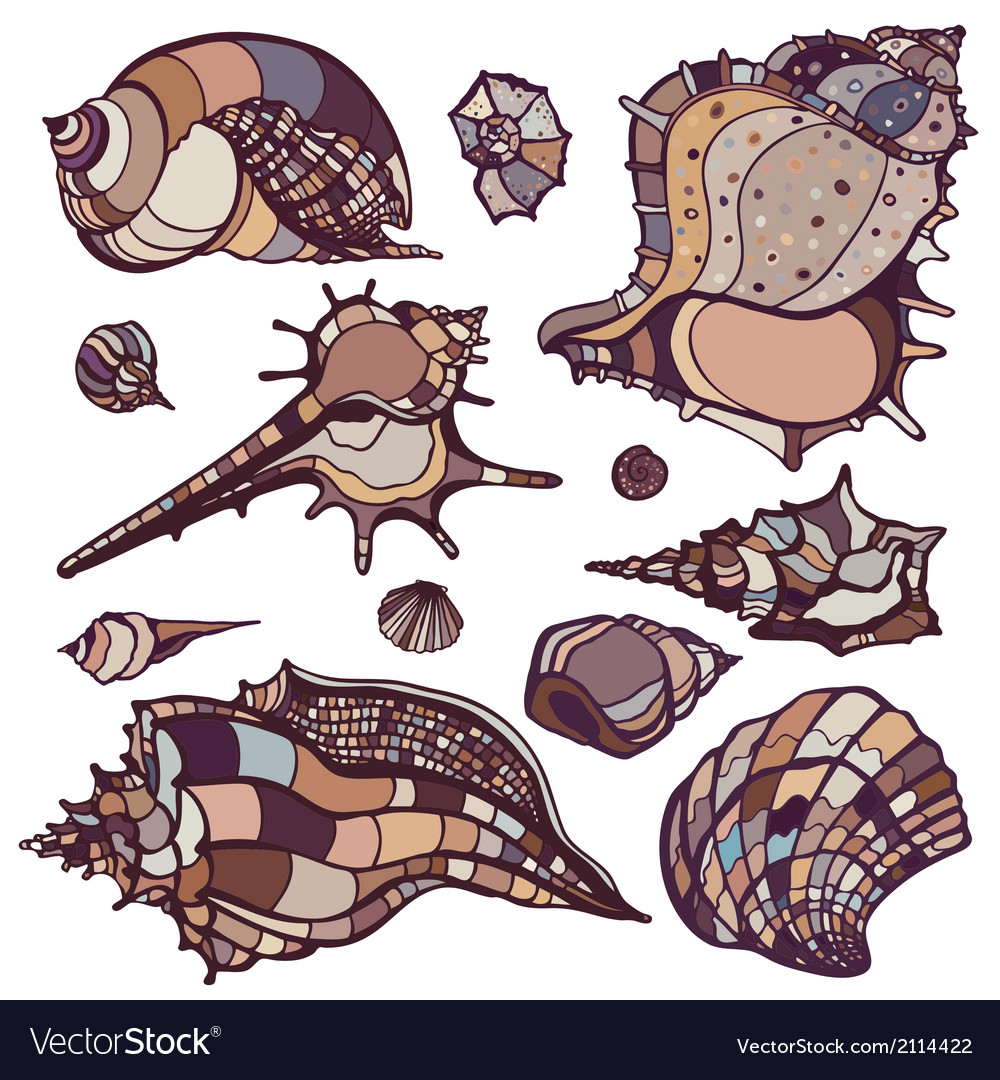 Sea shells set Royalty Free Vector Image - VectorStock