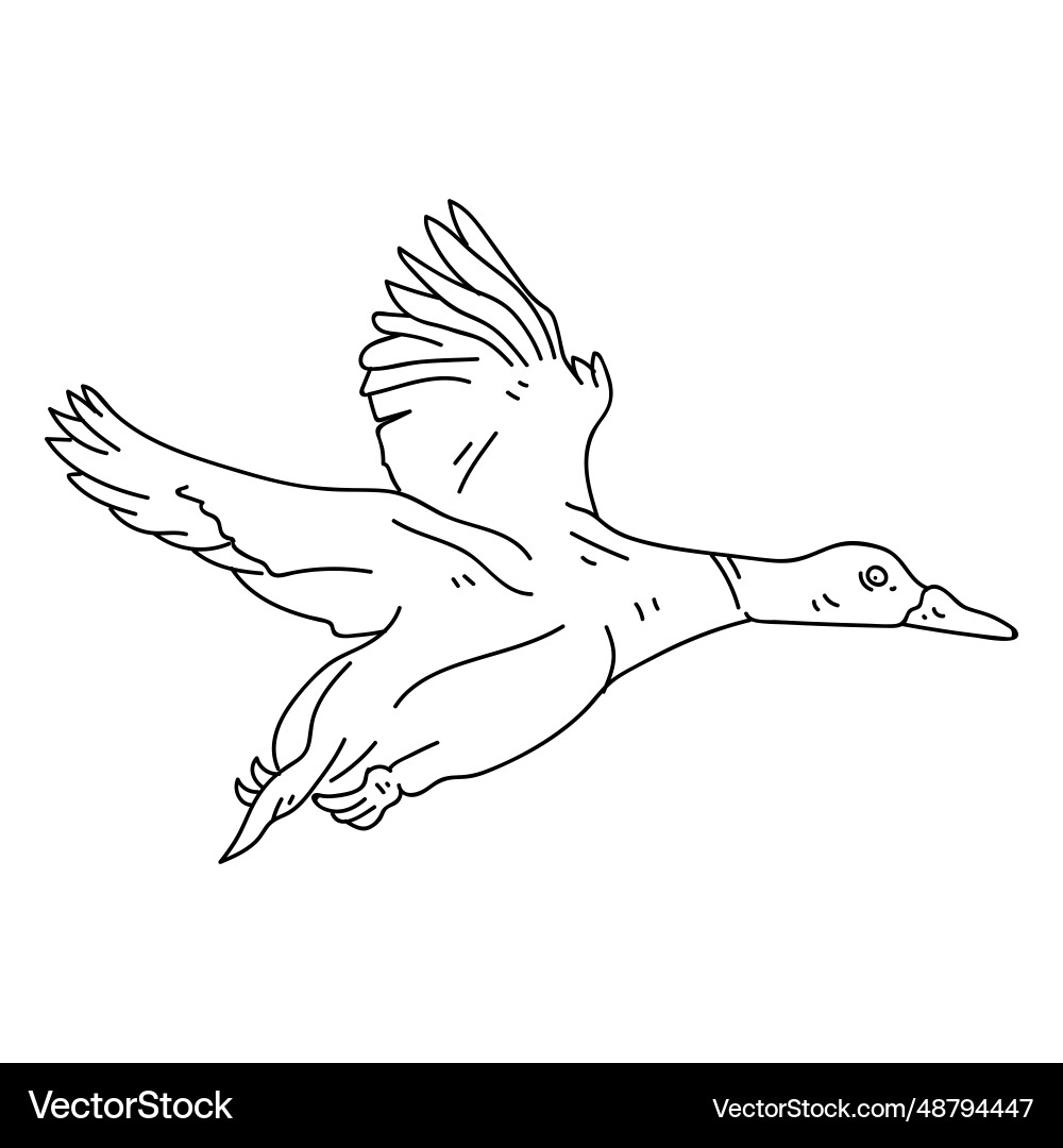 Drake duck wild duck beak wing fly stroke Vector Image