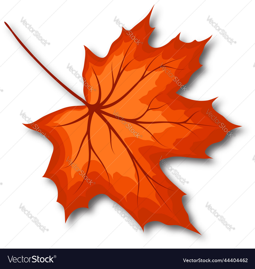Maple fall leaf Royalty Free Vector Image - VectorStock