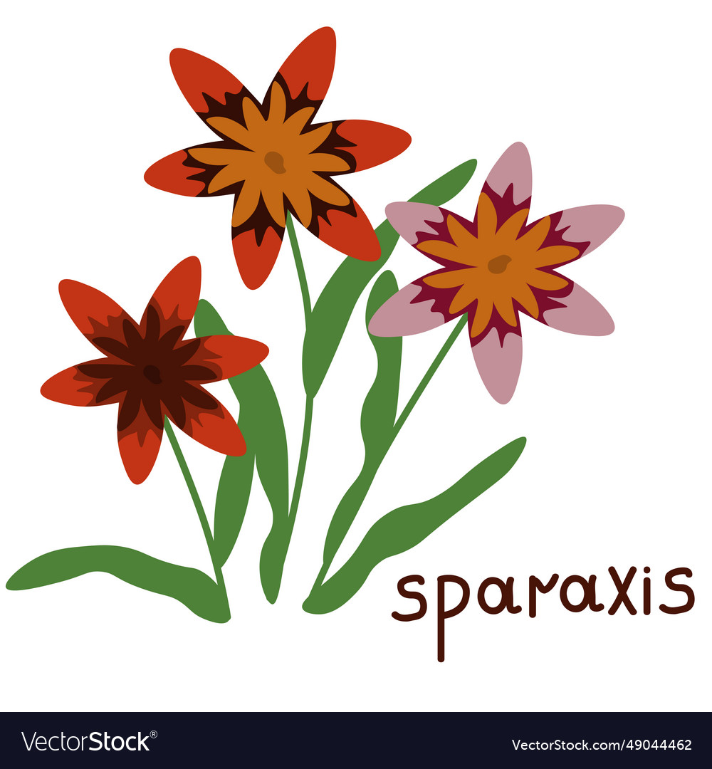 Sparaxis Royalty Free Vector Image - VectorStock