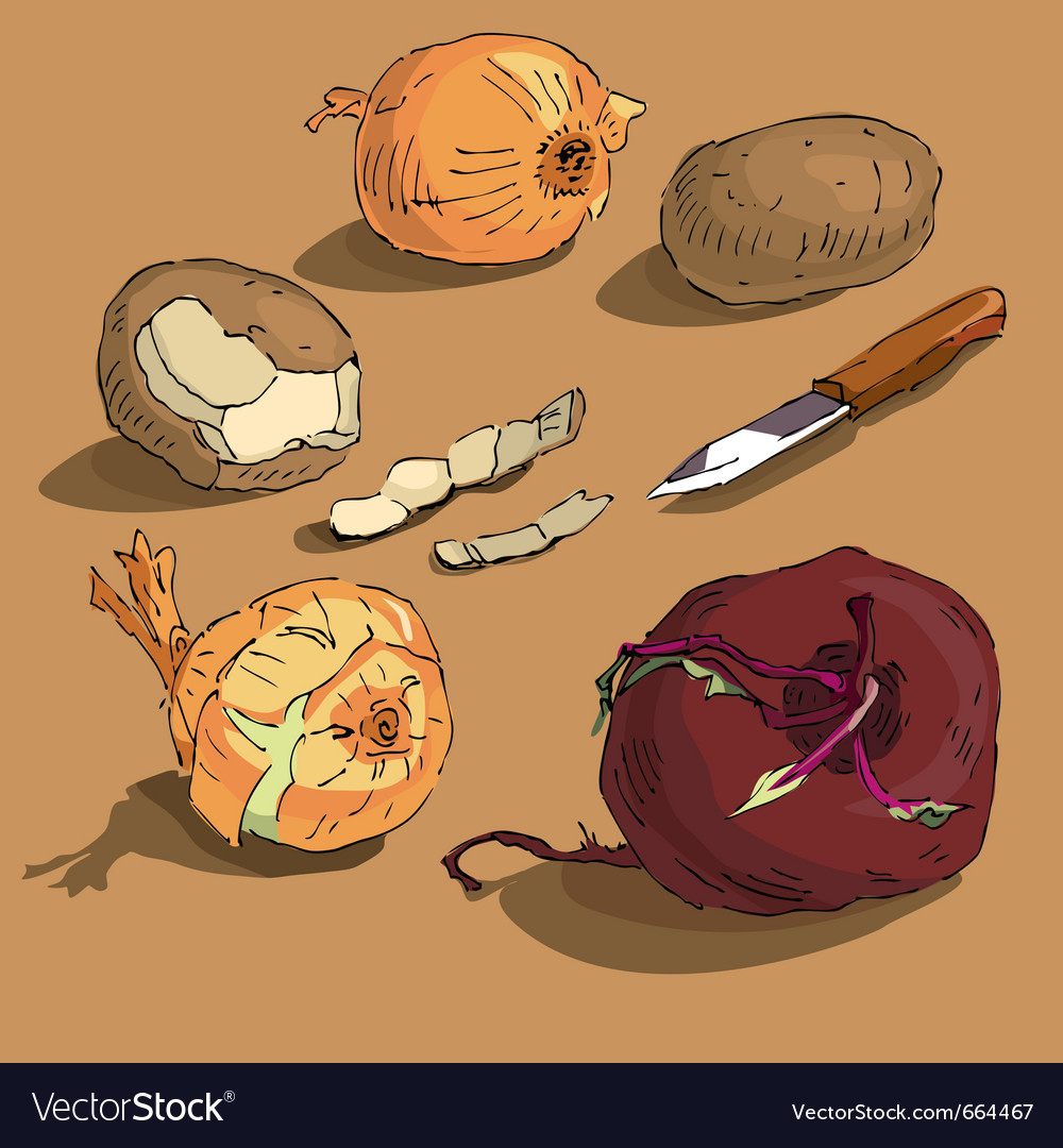 Root crops Royalty Free Vector Image - VectorStock